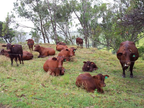 Nature Refuge Landholder Engagement - Environment & liveability ...